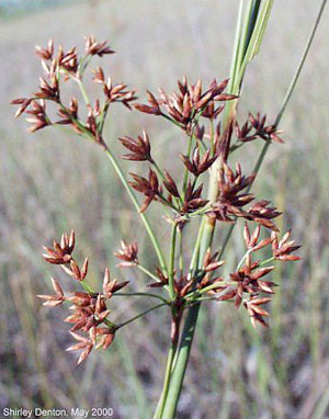 The Institute for Regional Conservation